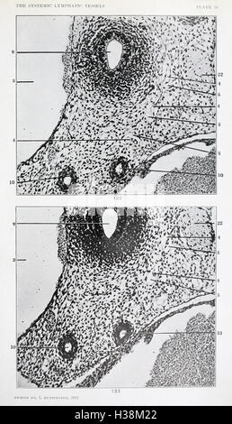 A detailed examination of the lymphatic system in domestic cats ...