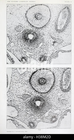 A detailed study on the anatomy and development of the systemic ...