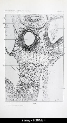 This study explores the anatomical structure and developmental process ...