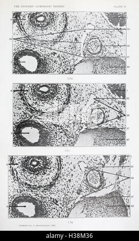 This study focuses on the anatomy and development of the lymphatic ...