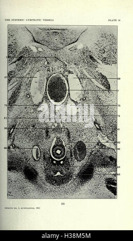 A detailed examination of the lymphatic system in domestic cats ...