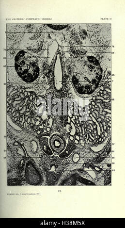 This study examines the anatomy and development of the lymphatic system ...