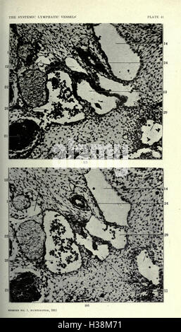 This page examines the anatomy and development of the systemic ...