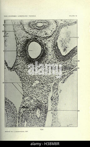 This study explores the anatomy and development of the lymphatic system ...