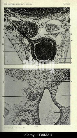 A detailed study on the anatomy and development of the systemic ...