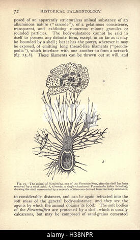 This text examines the history of life on Earth, comparing prehistoric ...