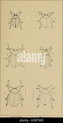 This text provides a detailed description of the beetle species in the ...