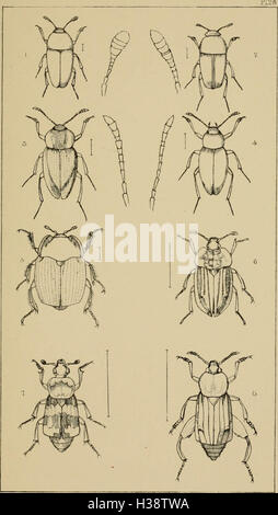 This work features illustrations of insect genera described by Linnaeus ...