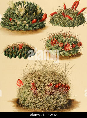This illustration from 'The Cactaceae' provides detailed depictions of ...