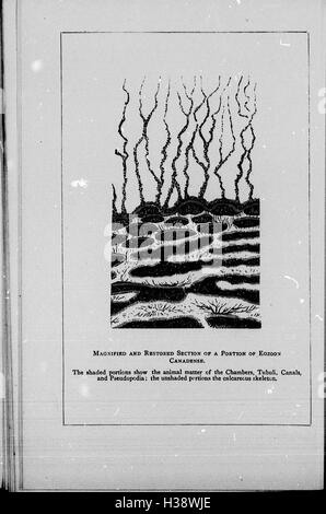 This page explores the concept of the chain of life across geological ...