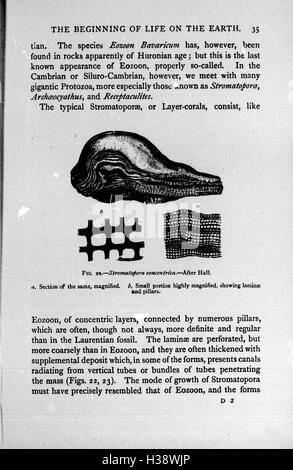 This page explores the concept of the 'chain of life,' focusing on how ...