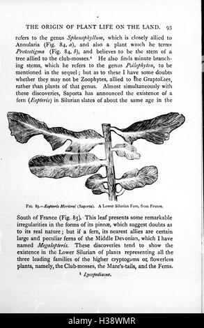 This work explores the concept of life's evolutionary chain, detailing ...