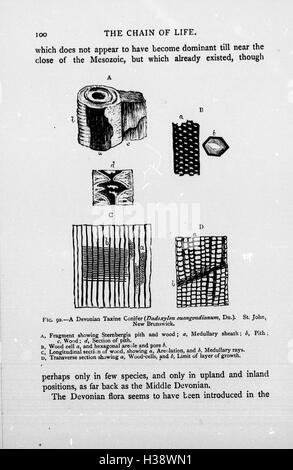 The Chain of Life in Geological Time discusses the chronological ...