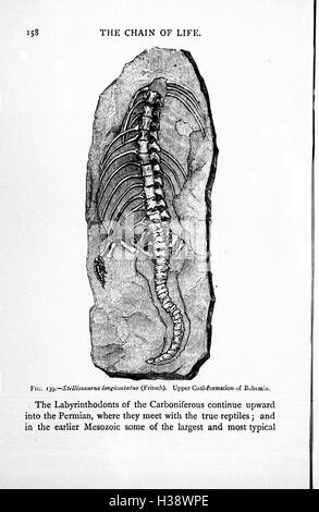 'The Chain of Life in Geological Time' discusses the timeline of life ...