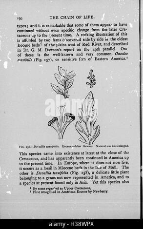 'The Chain of Life in Geological Time' discusses the timeline of life ...