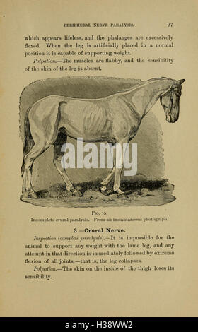 A clinical guide to diagnosing lameness in horses, with an emphasis on ...