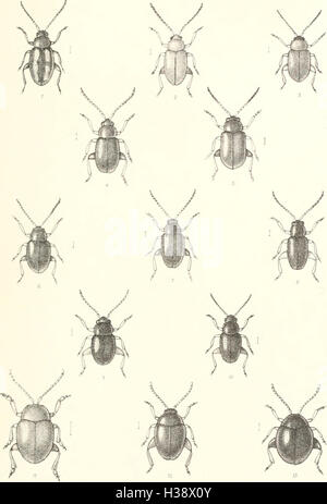This work provides a detailed description of the Coleoptera order ...