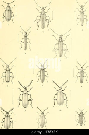 A comprehensive guide to the beetle species of Britain, detailing their ...