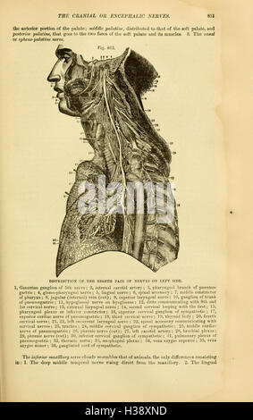 This work explores the comparative anatomy of various animals, focusing ...