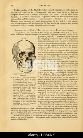 This page from 'The Comparative Anatomy of the Domesticated Animals ...
