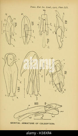 This study compares the male genital tube anatomy across various ...
