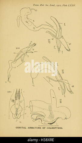 The comparative anatomy of the male genital tube in Coleoptera BHL119 ...