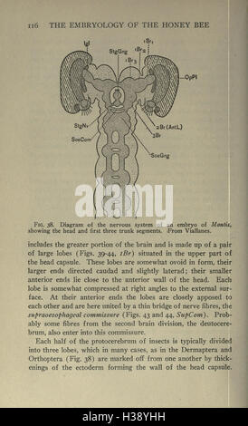 This work focuses on the developmental stages of honey bee embryos ...