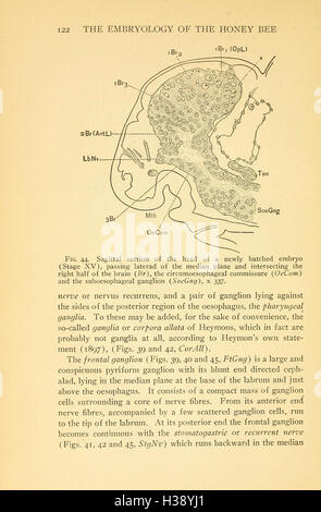 This study examines the early development and embryology of the honey ...