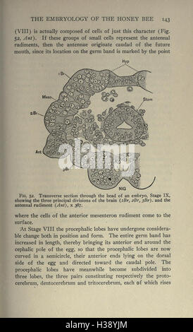 This study covers the embryological development of honey bees ...