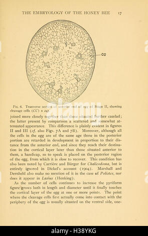 This work explores the developmental stages of the honey bee, from ...