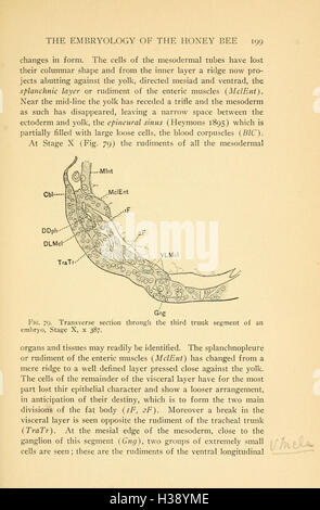 This study focuses on the developmental stages of Brook Trout, from the ...