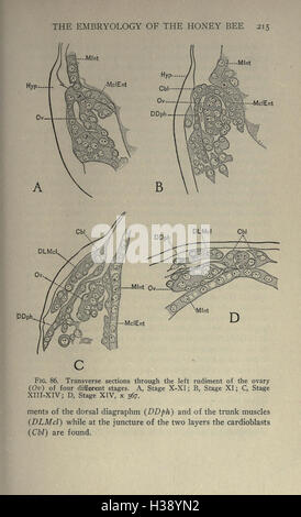 This study focuses on the developmental stages of Brook Trout, from the ...