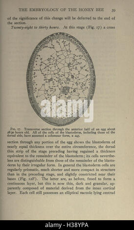 This work explores the developmental stages of the honey bee, from ...