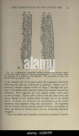This study focuses on the developmental stages of Brook Trout, from the ...
