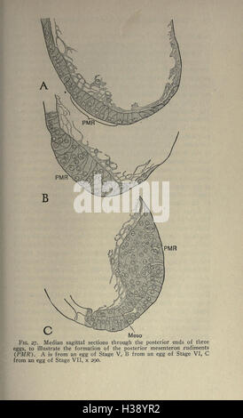 This work delves into the embryology of honey bees, examining the ...