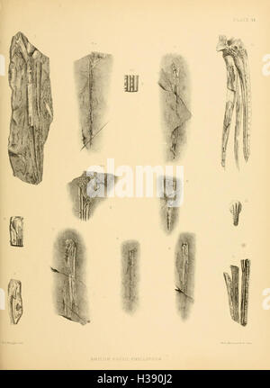 This monograph examines the British Paleozoic Phyllopoda, a group of ...