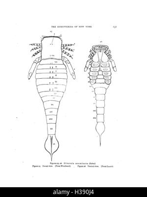 This work provides a detailed study of the Eurypterida, or 'sea ...