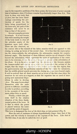 A detailed examination of the anatomical features of horses, focusing ...