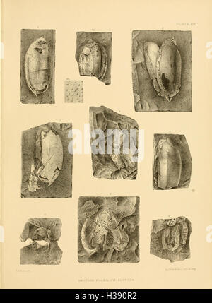 This monograph provides a detailed study of British fossil ...