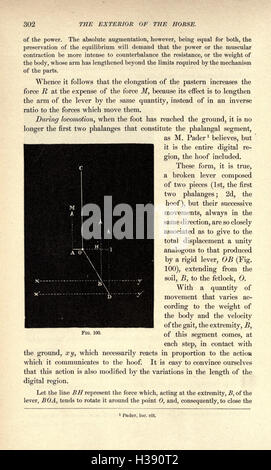 This page describes the external features of the horse, focusing on its ...