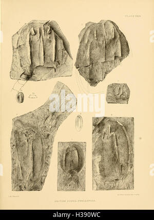 This monograph focuses on the British Paleozoic Phyllopoda, detailing ...