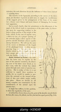 This page describes the external features of horses, including ...