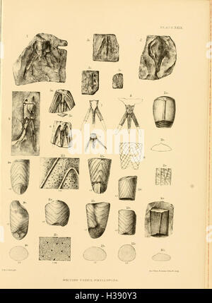 A detailed exploration of Paleozoic fossils, focusing on their role in ...