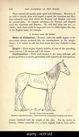 This work focuses on the external features and anatomy of the horse ...