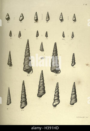 This monograph covers the mollusks found in the Great Oolite, focusing ...