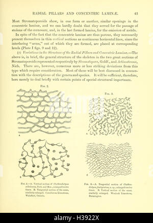 This monograph focuses on British Stromatoporoids, a group of extinct ...