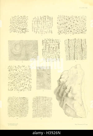 This monograph explores the stromatoporoids, an extinct group of sponge ...