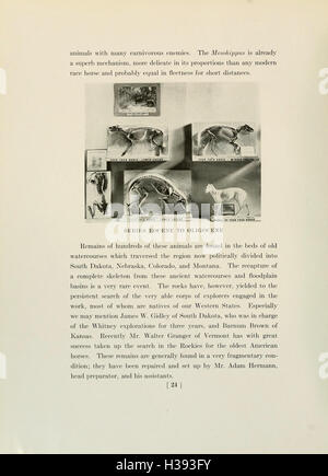 This work examines the natural history of horses, including their ...