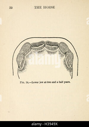 A practical guide on horse care and management, with advice on grooming ...