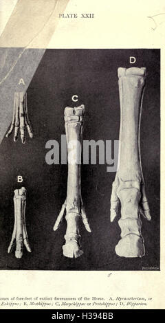 This work explores the evolutionary history of horses and their ...